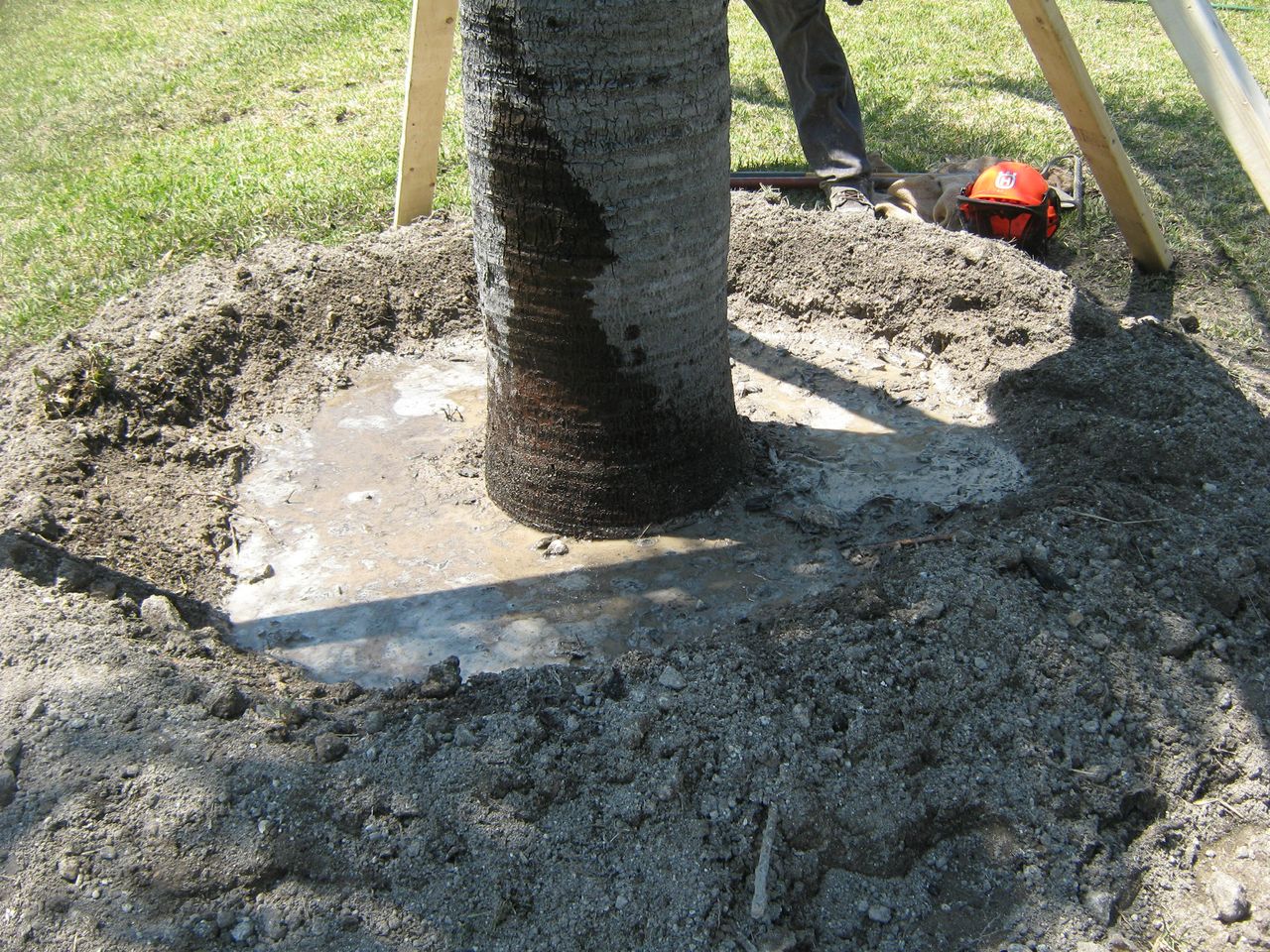 Palm Trees | Enviroscapes Plus