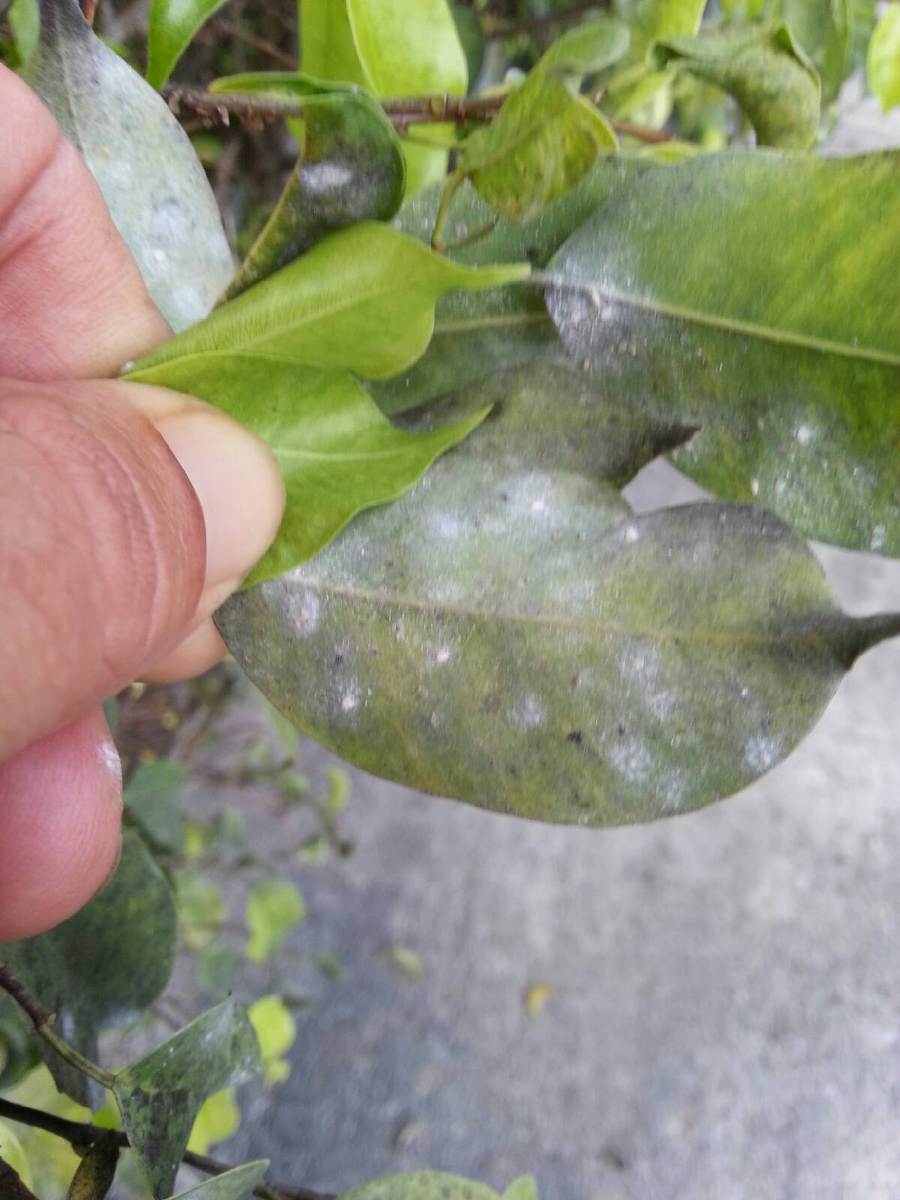 All About Pests | Enviroscapes Plus