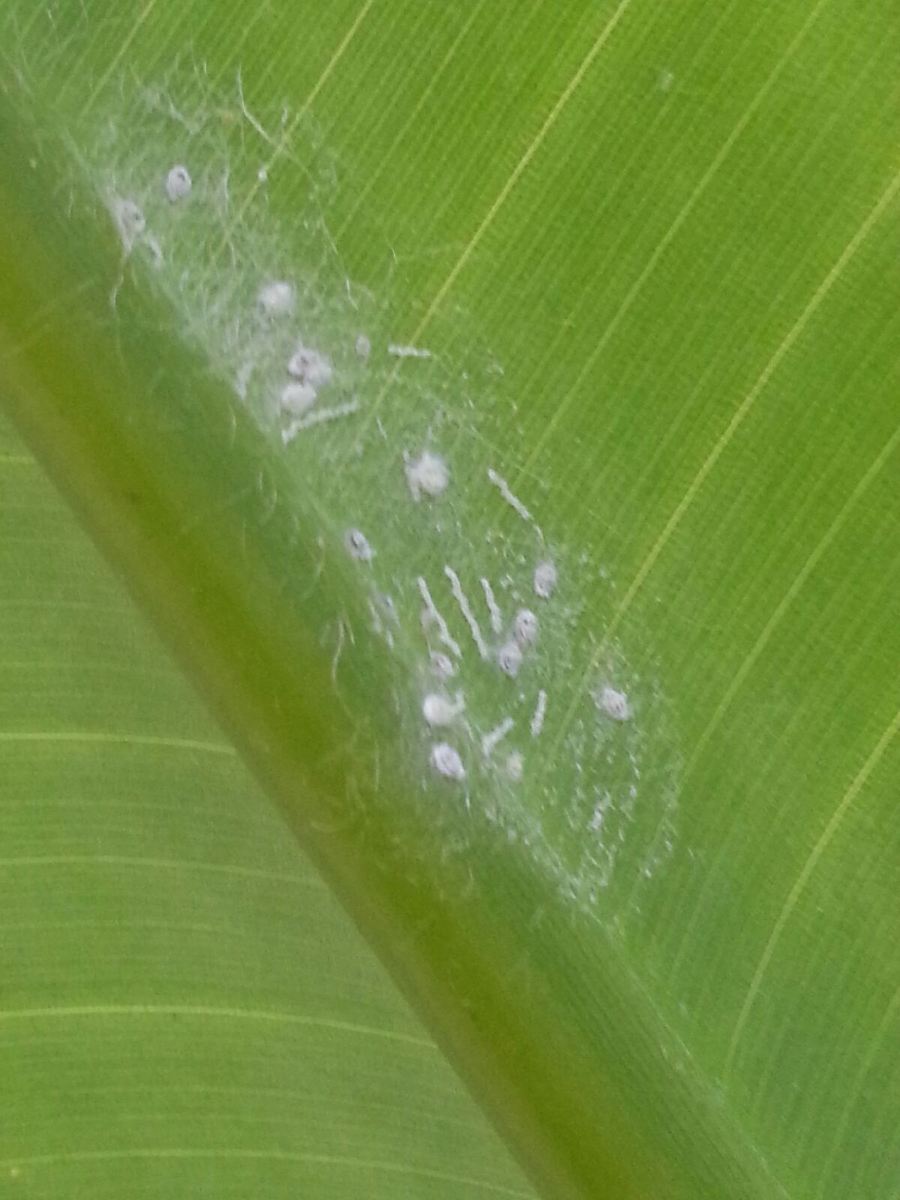 All About Pests | Enviroscapes Plus